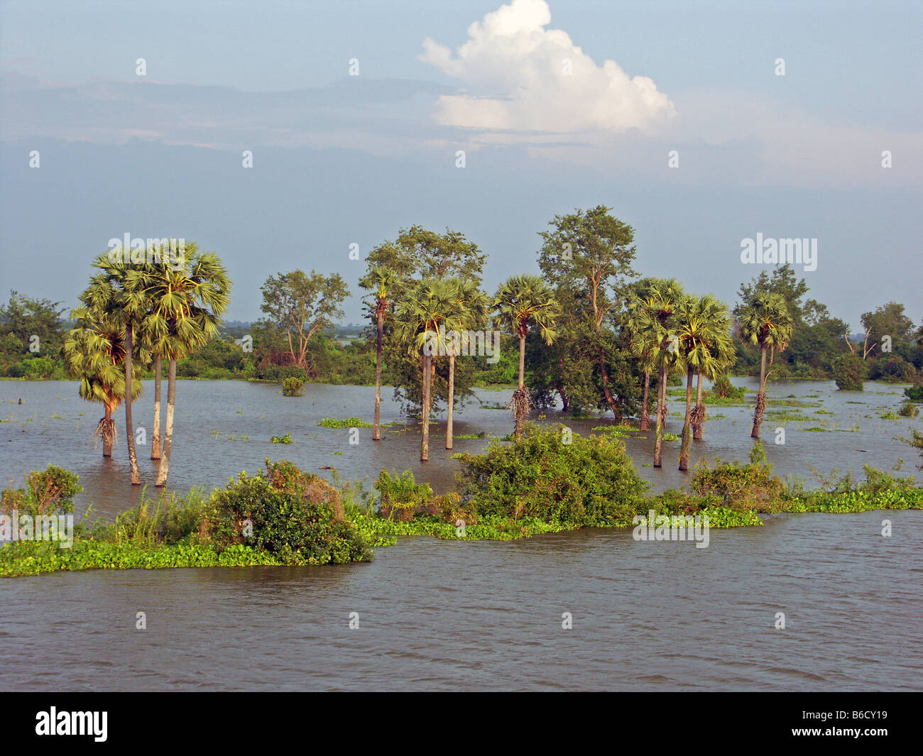 Trees in river Stock Photo - Alamy