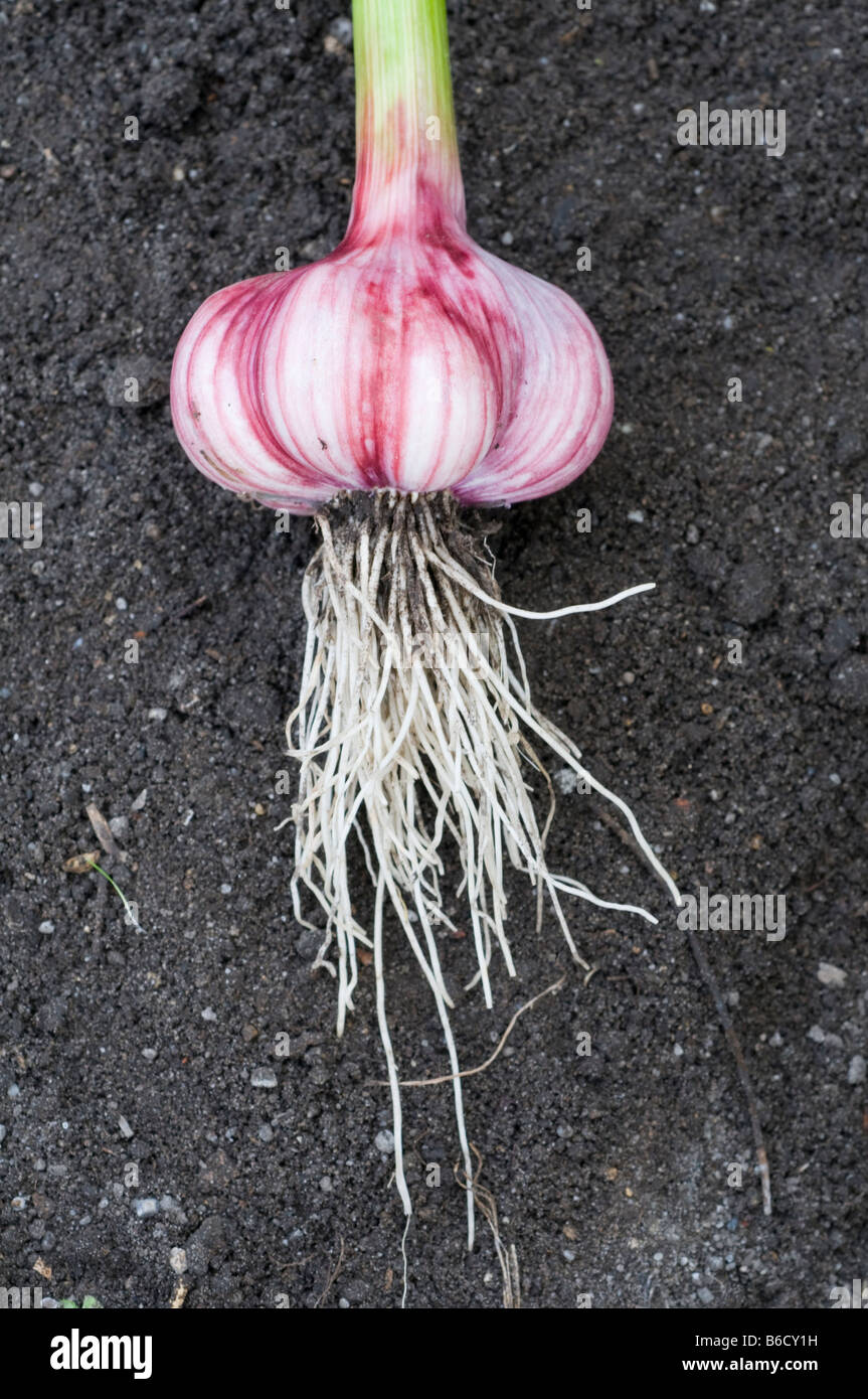 Garlic roots hi-res stock photography and images - Alamy
