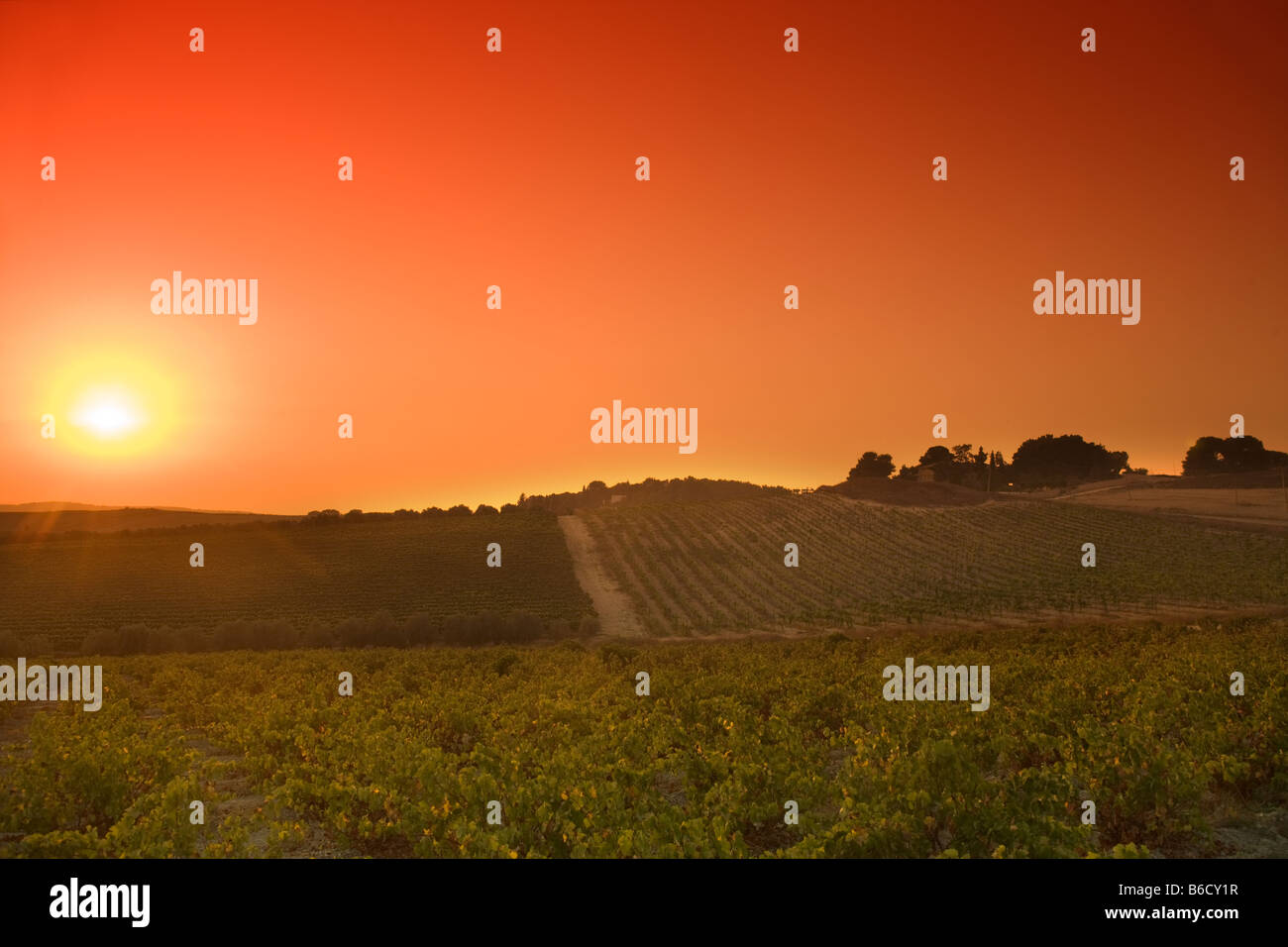 VINEYARDS DEIR RAFAT MONASTERY SORAQ VALLEY ISRAEL Stock Photo - Alamy