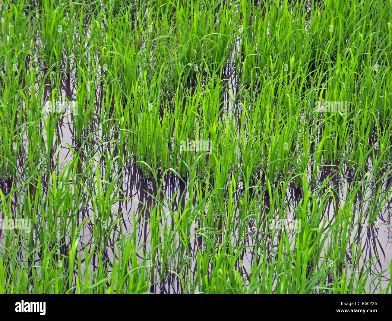 High angle view of rice field Stock Photo - Alamy