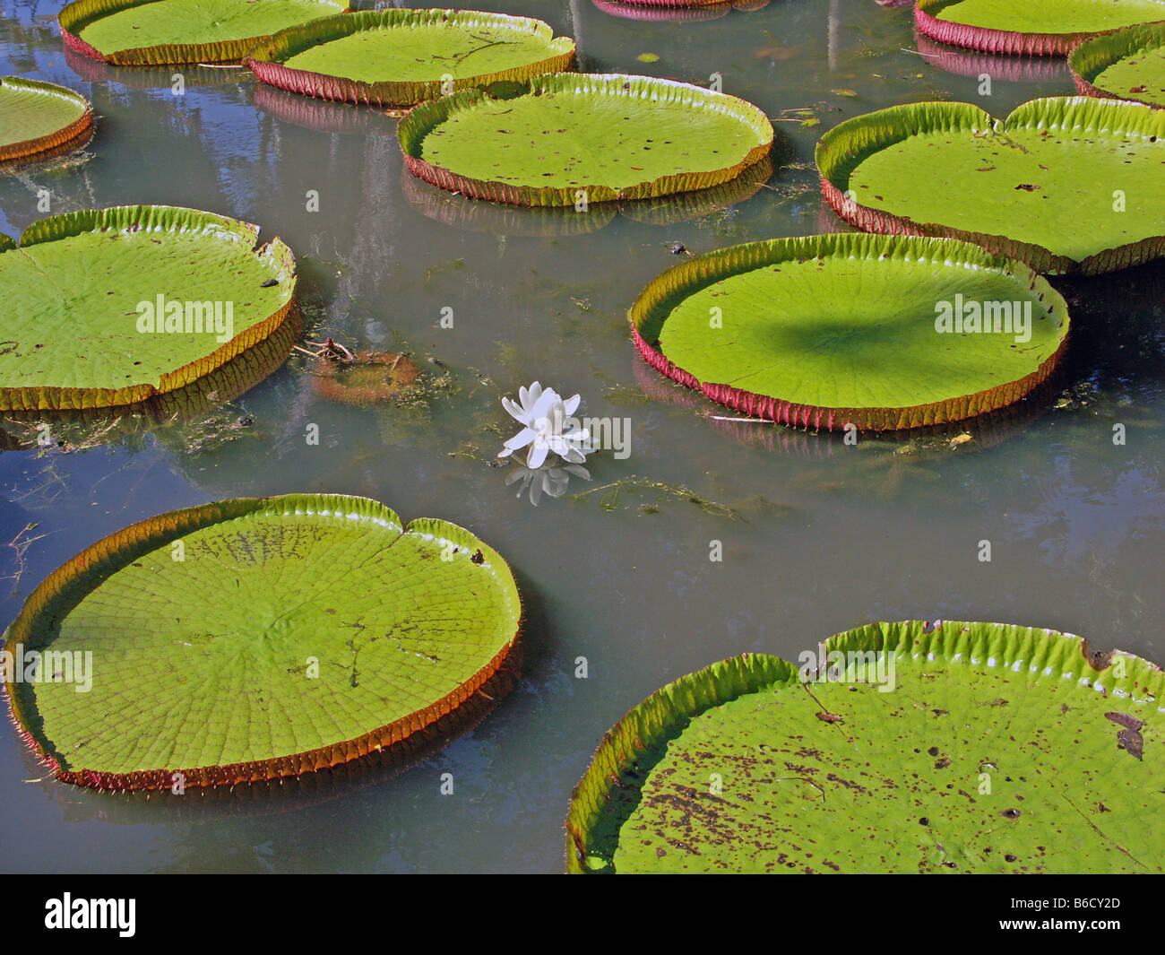 Bourbon lily hi-res stock photography and images - Alamy