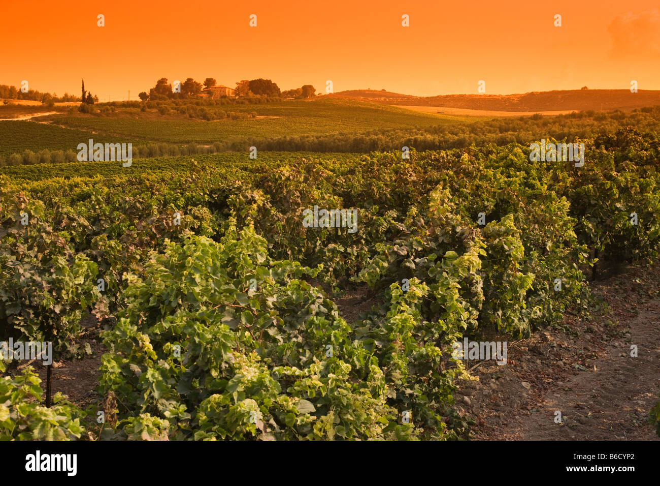 VINEYARDS DEIR RAFAT MONASTERY SORAQ VALLEY ISRAEL Stock Photo - Alamy