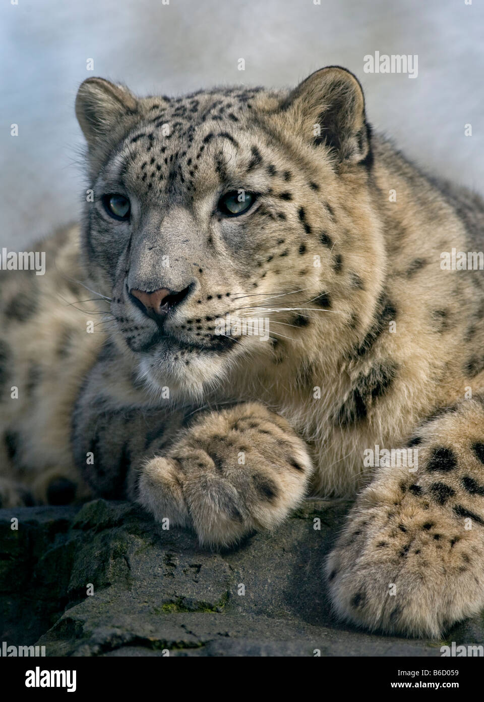 Snow Leopard (Uncia uncia Stock Photo - Alamy