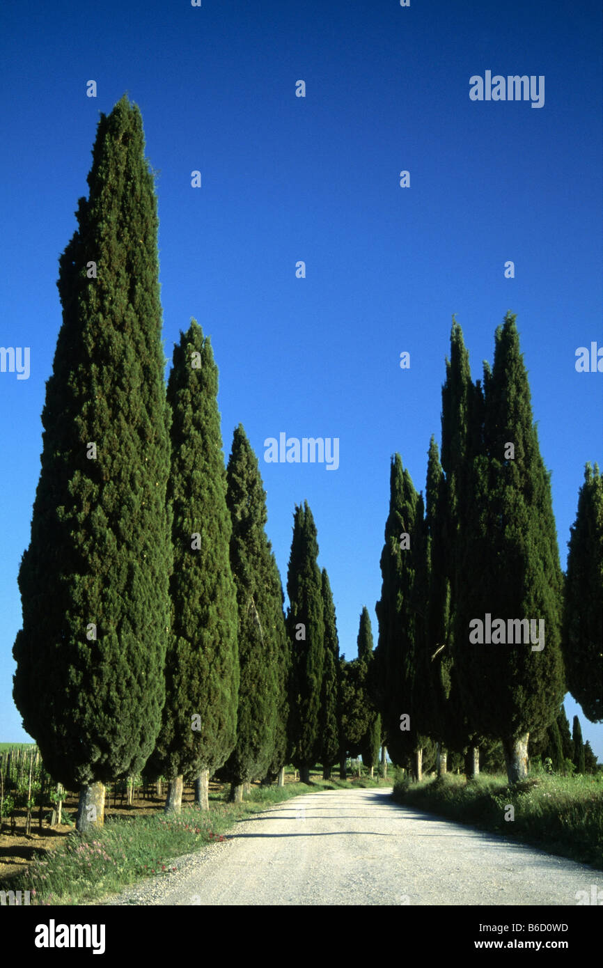 Treelined along road hi-res stock photography and images - Alamy