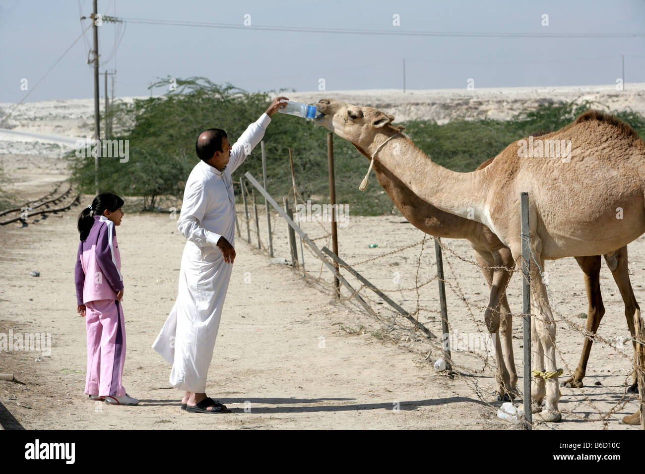 BRN, Bahrain: camels near Awali oilfields Stock Photo - Alamy