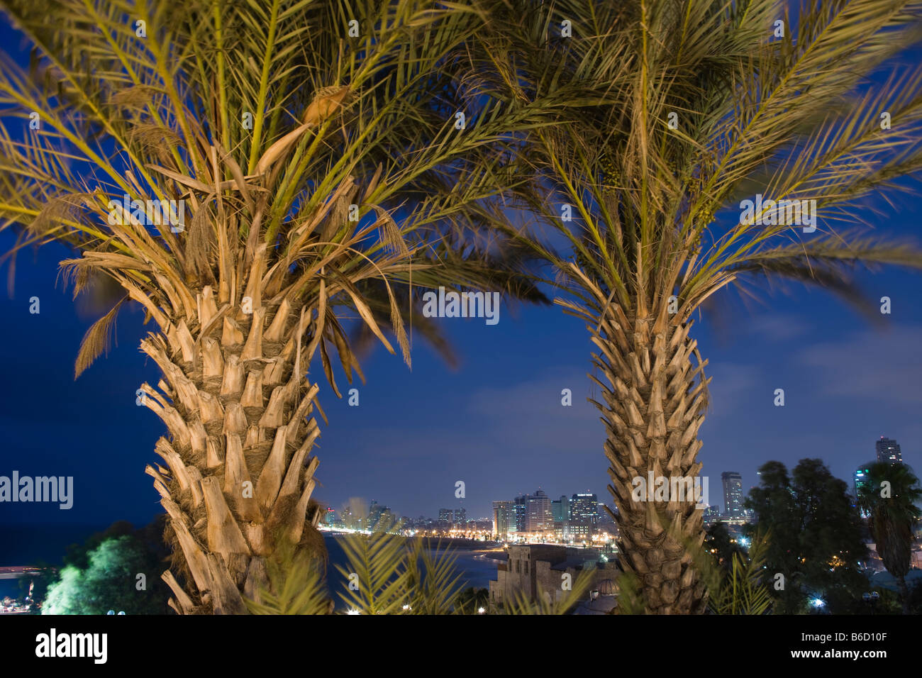 PALM TREES BEACHFRONT TEL AVIV BAY ISRAEL Stock Photo - Alamy