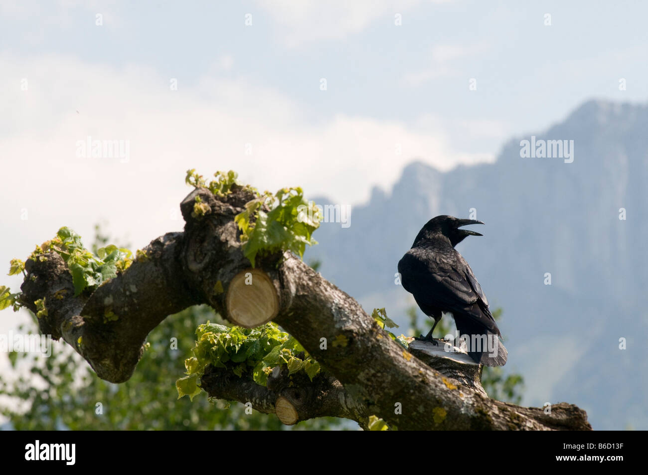 Raven perching on branch Stock Photo - Alamy
