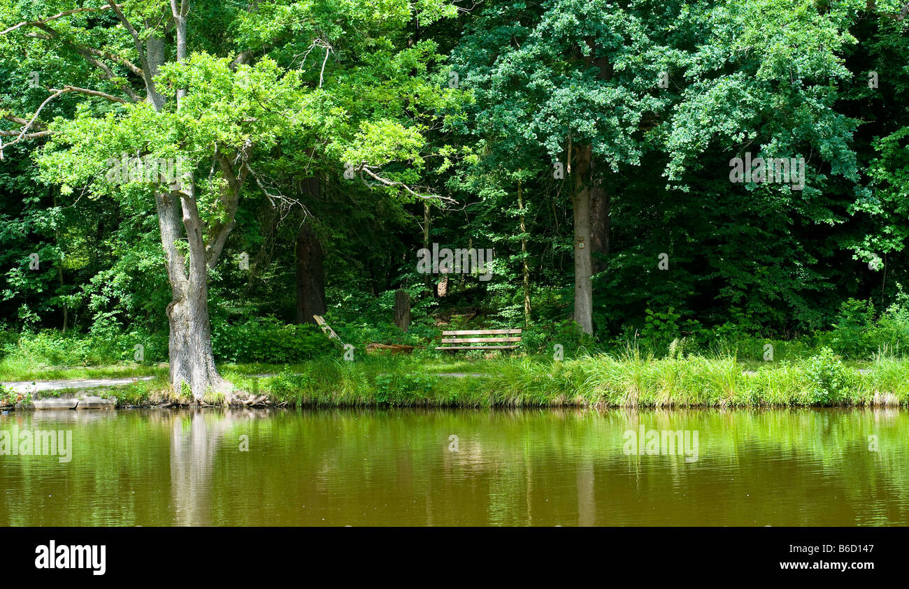 Trees at lakeside Stock Photo - Alamy
