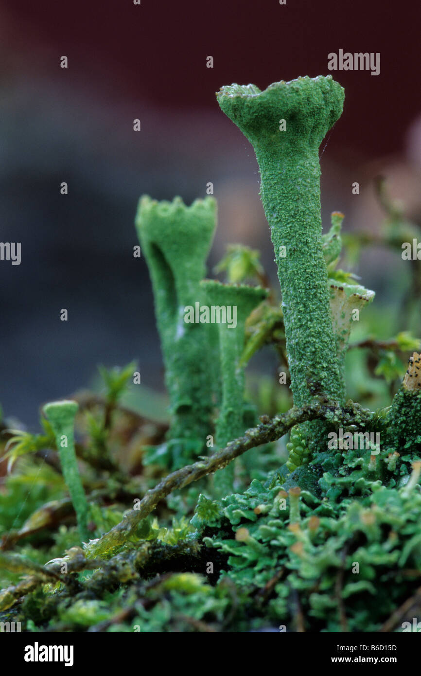 Lichen photos of plants hi-res stock photography and images - Alamy
