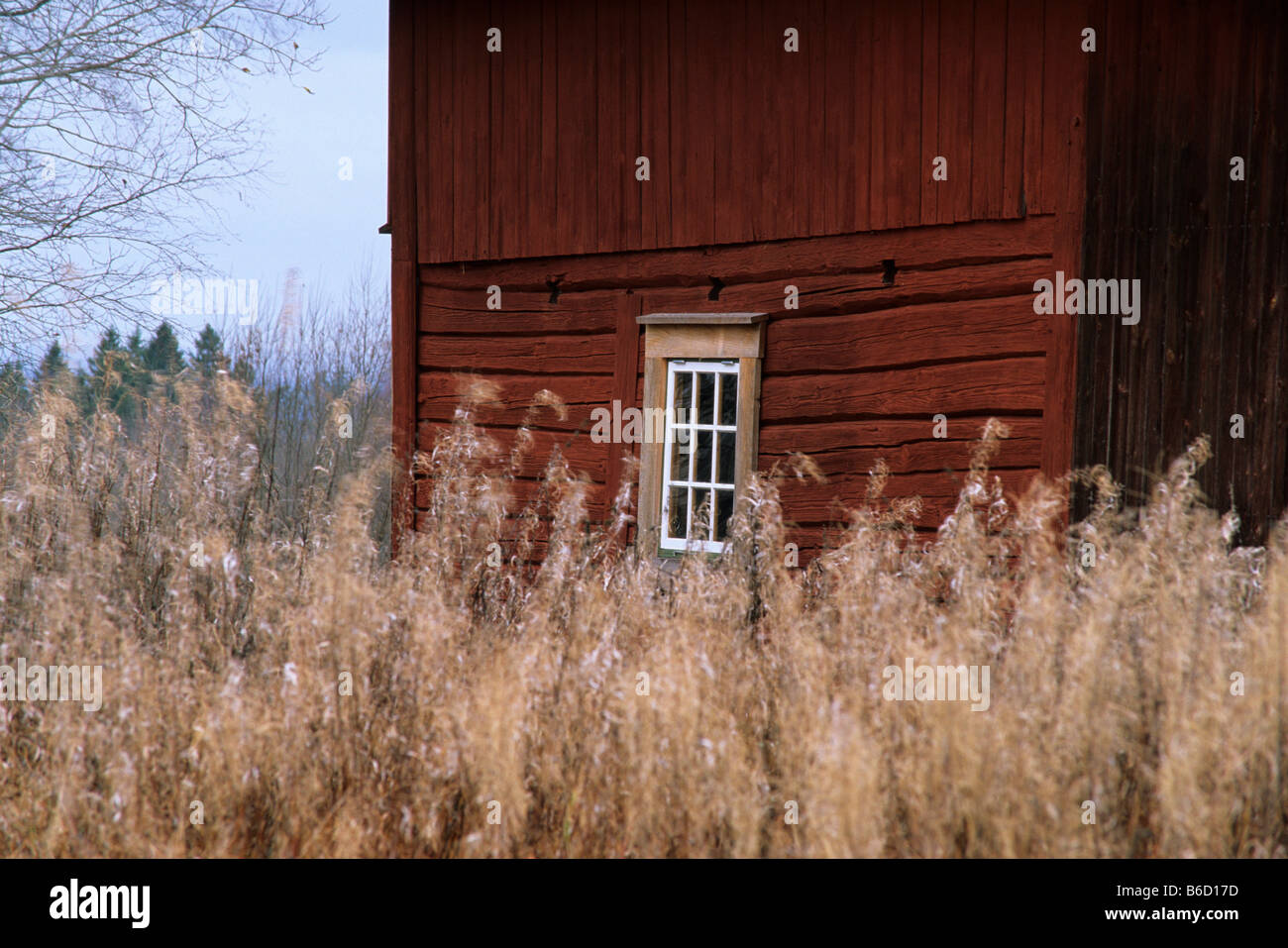 Long grass in front of torp, Sweden Stock Photo - Alamy