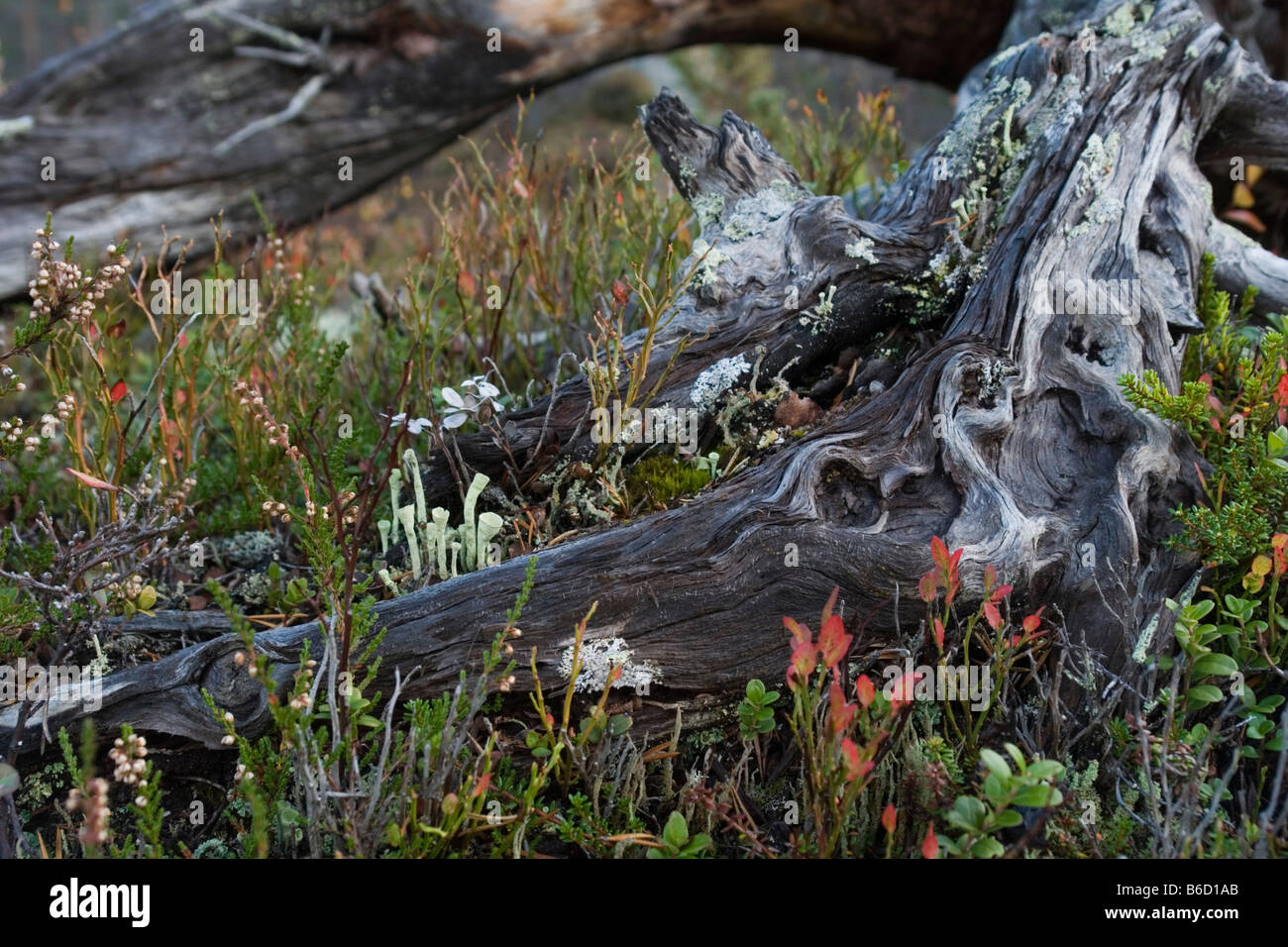 Fallen tree and flowers in field, Norway Stock Photo - Alamy