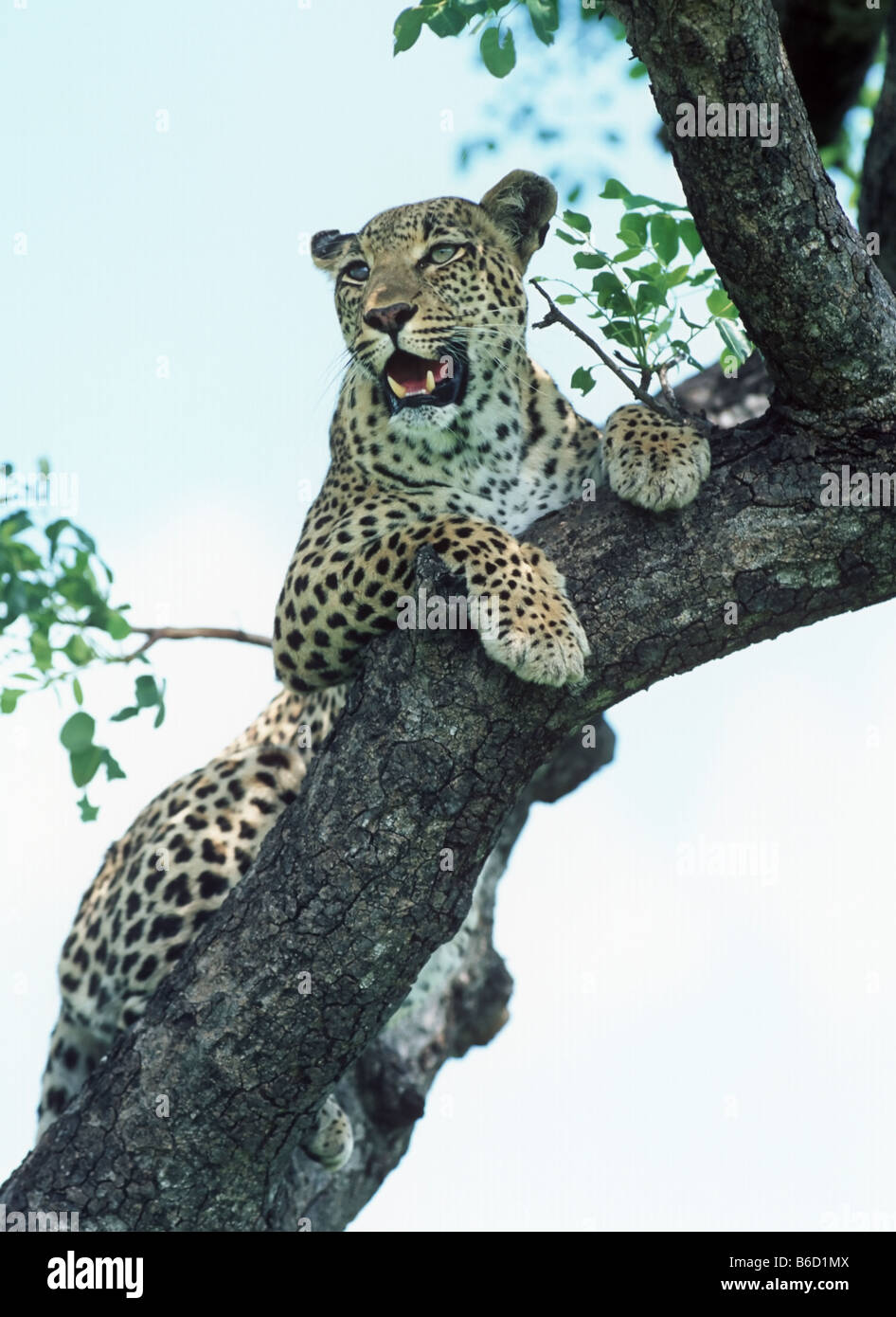 Leopard sitting on the tree in Kruger park Soth Africa Stock Photo - Alamy