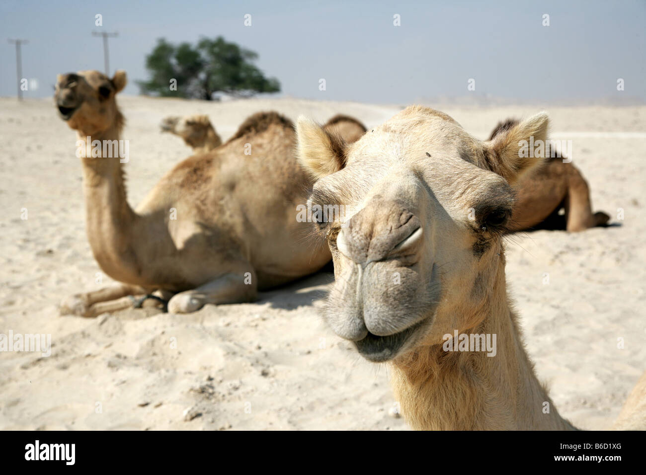 Bahrain camel hi-res stock photography and images - Alamy