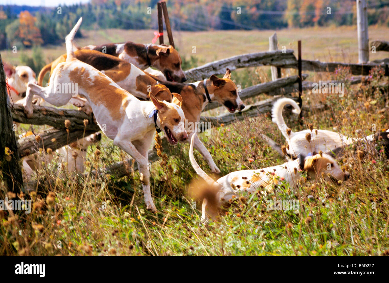 Foxhounds jumping hi-res stock photography and images - Alamy