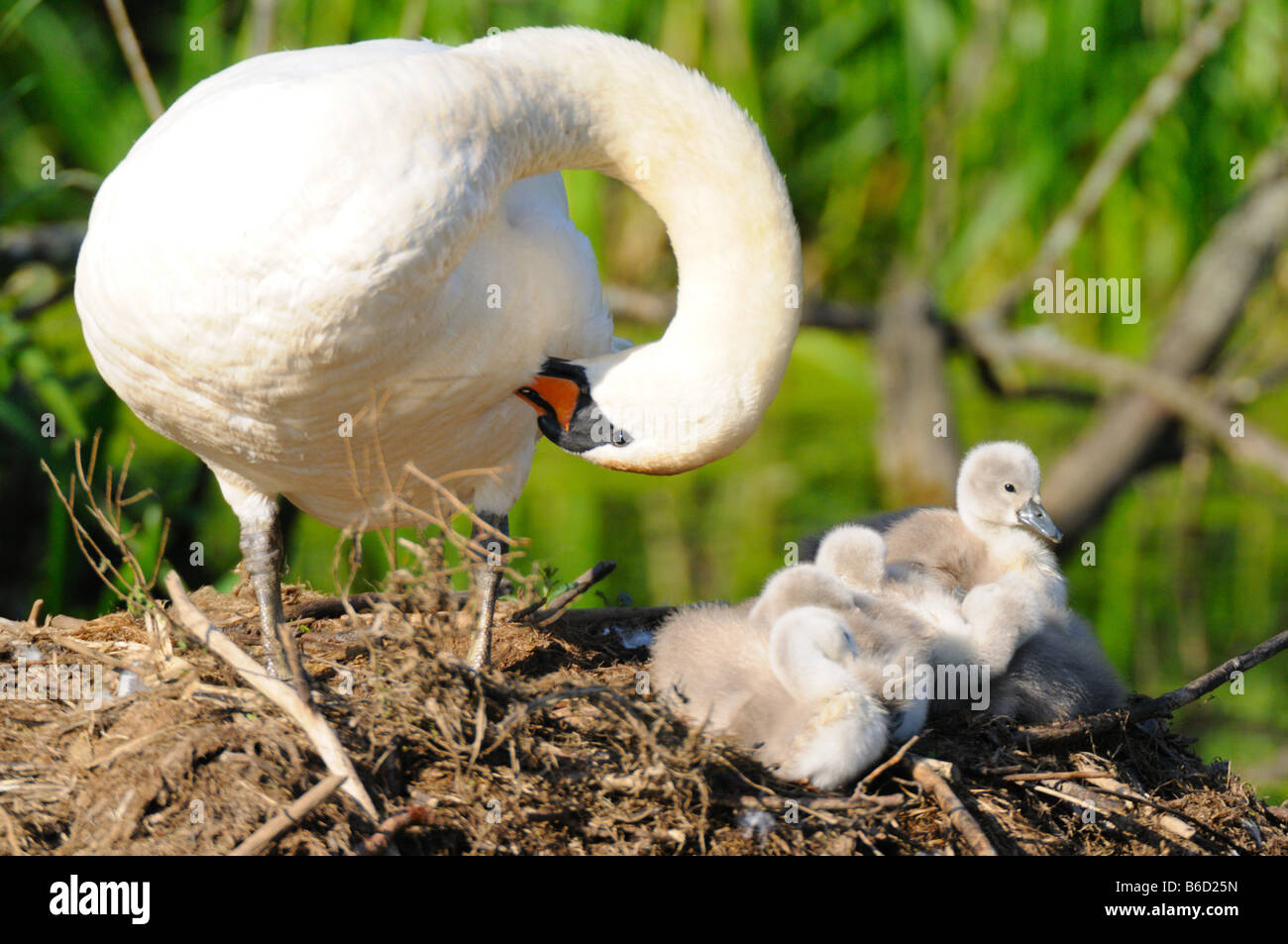 Cygnets at nest hi-res stock photography and images - Alamy