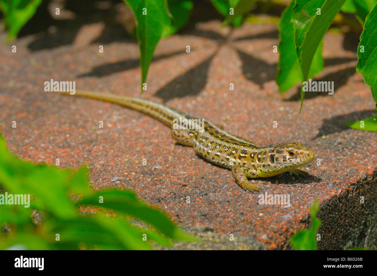 Lizards of germany hi-res stock photography and images - Alamy