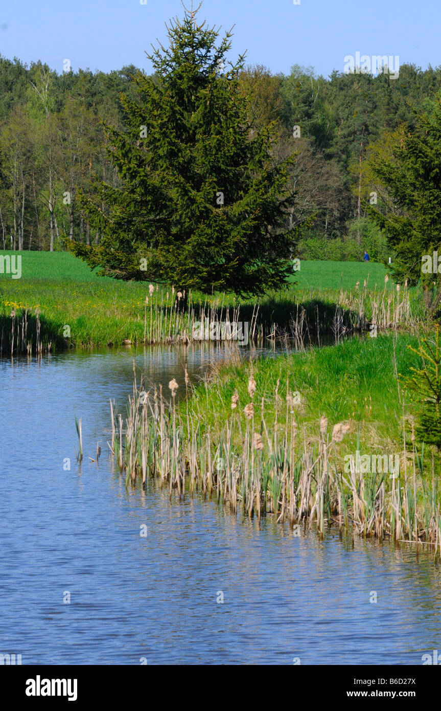 Pondside plants hi-res stock photography and images - Alamy