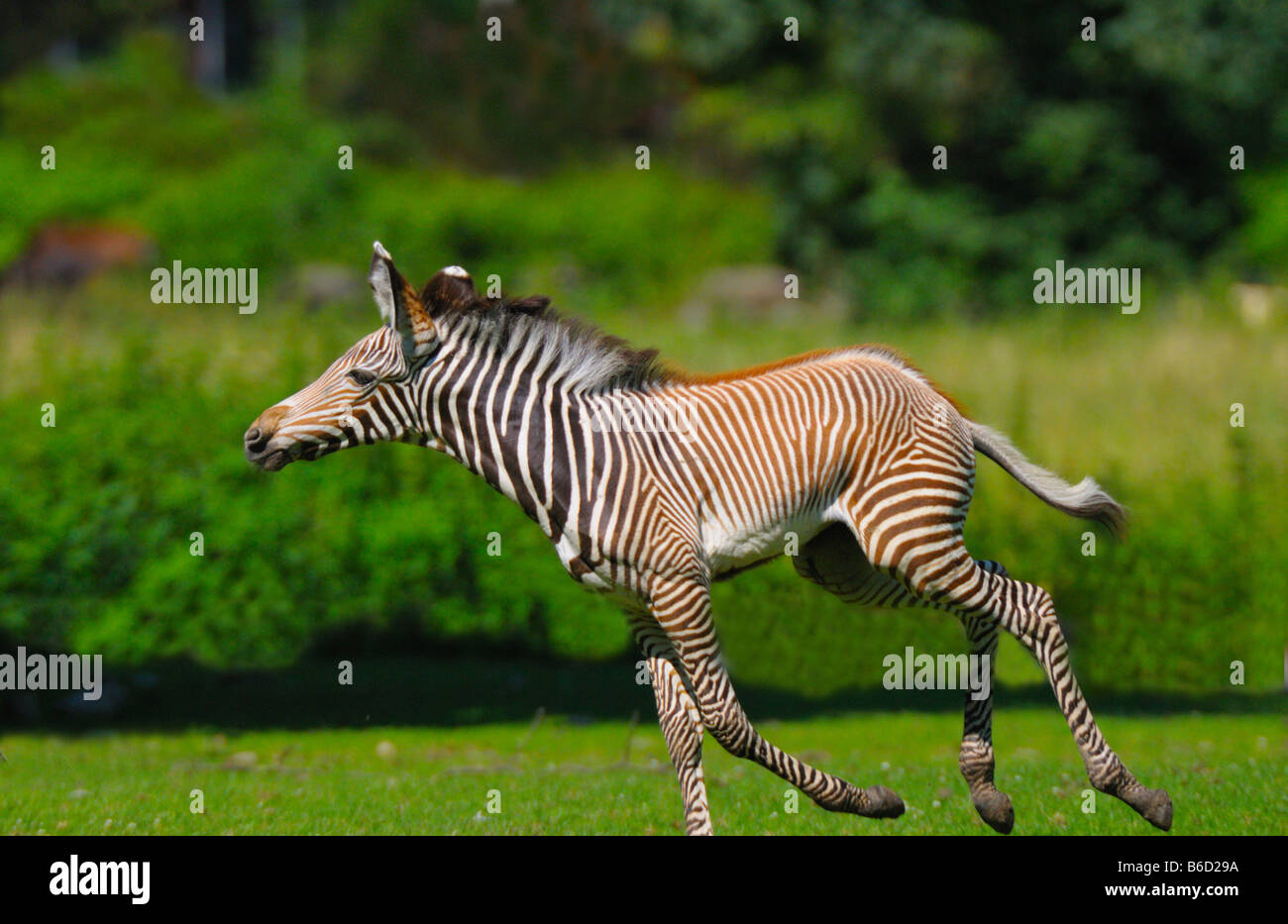 Burchell's zebra (Equus quagga quagga) running in field Stock Photo - Alamy Burchell's zebra (Equus quagga quagga) running in field Stock Photo - Alamy