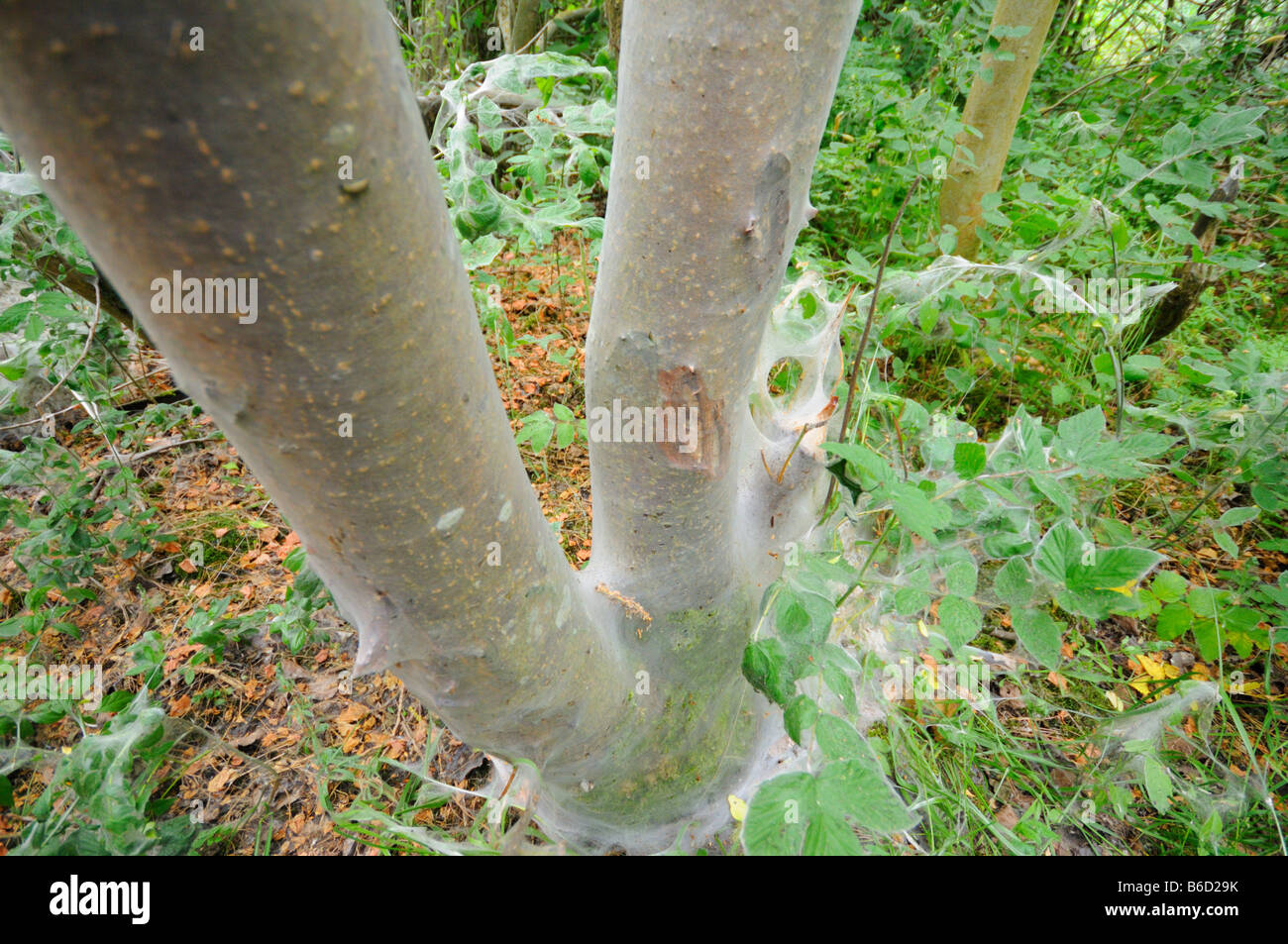 Tree trunk photos hi-res stock photography and images - Alamy