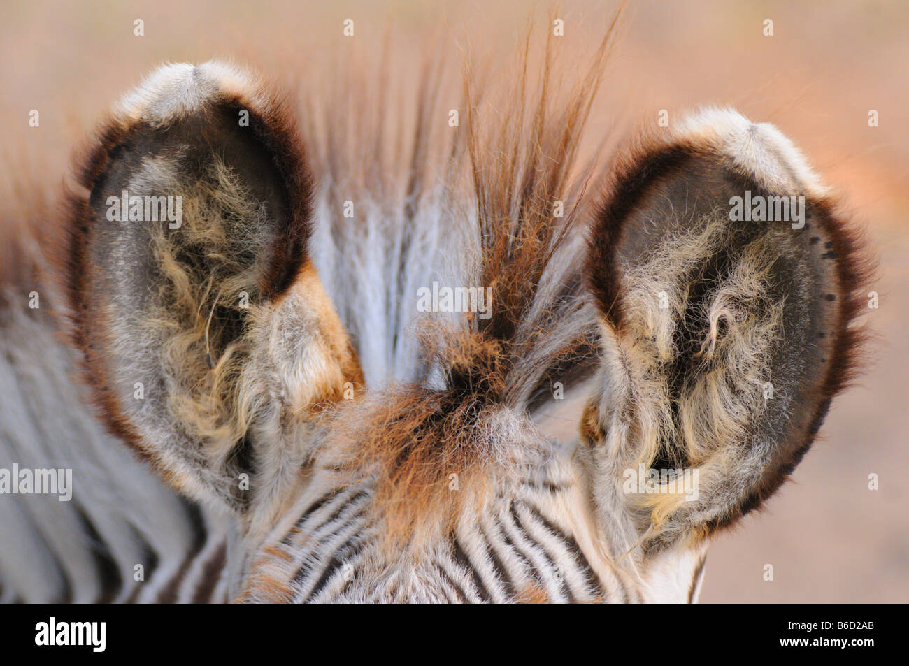Zebra ears hi-res stock photography and images - Alamy