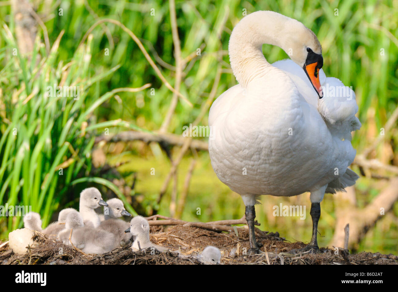 Cygnets at nest hi-res stock photography and images - Alamy