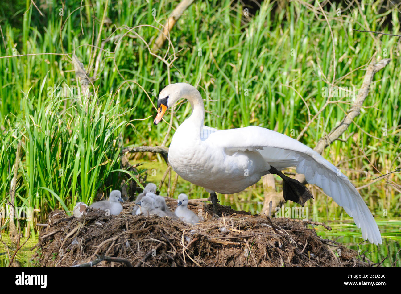 Cygnets at nest hi-res stock photography and images - Alamy