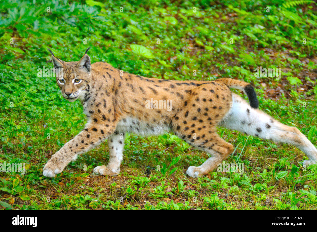 Lynx walking in forest Stock Photo - Alamy