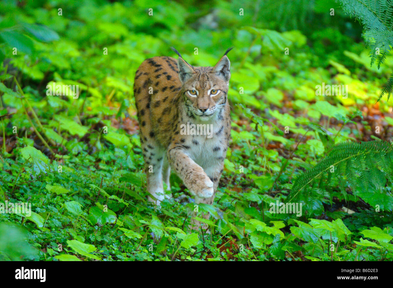 Lynx walking in forest Stock Photo - Alamy