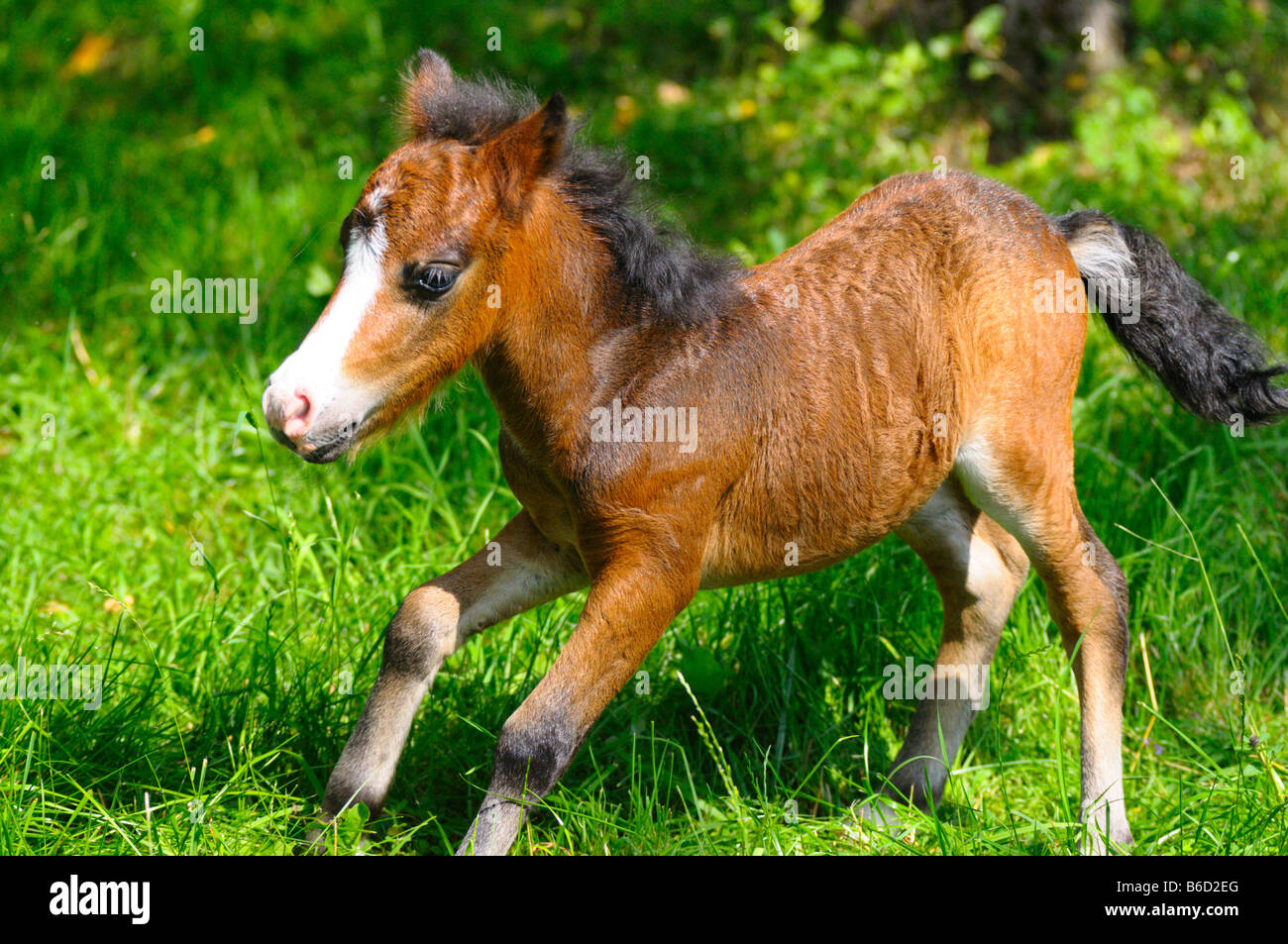 Pony foal running in field Stock Photo - Alamy