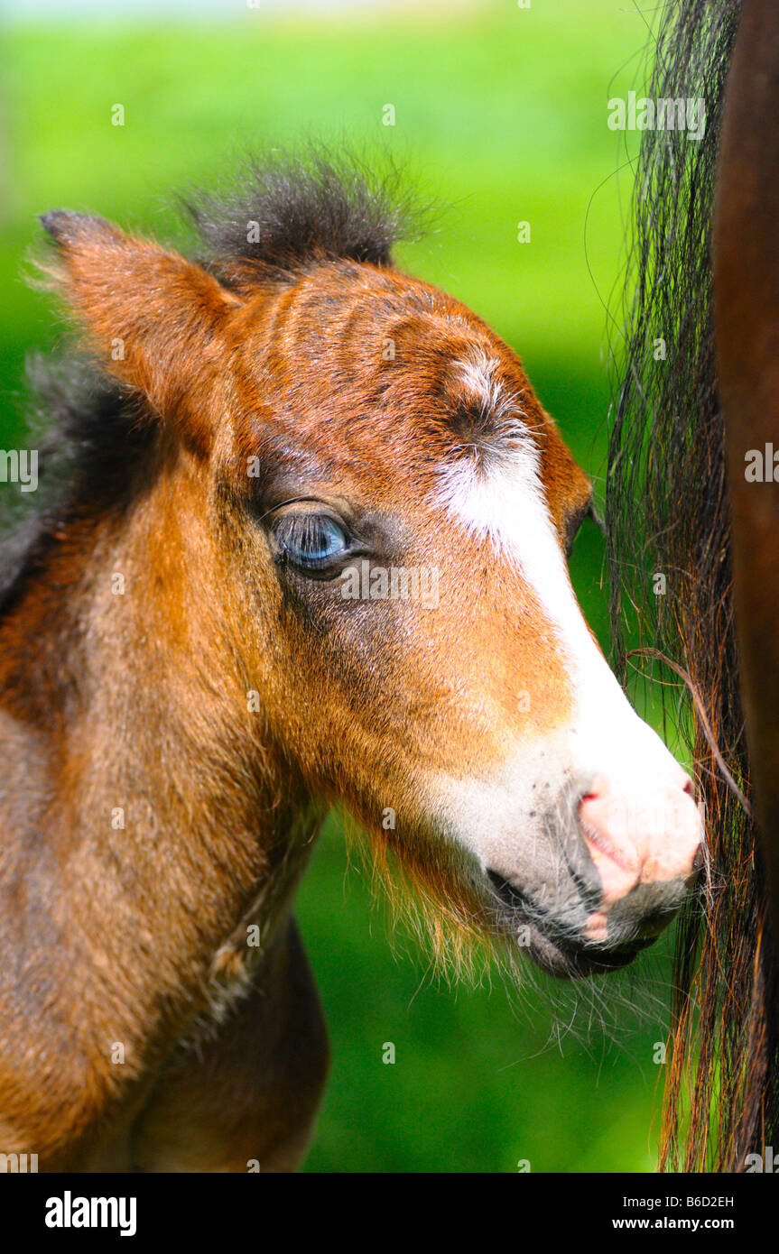 Cropped pony hi-res stock photography and images - Alamy