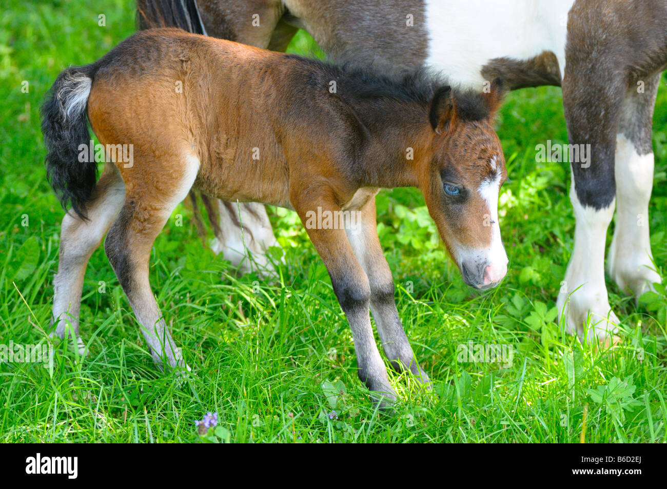Pony standing in field with its foal Stock Photo - Alamy