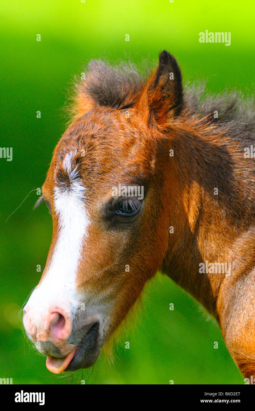 Pony portraits hi-res stock photography and images - Alamy