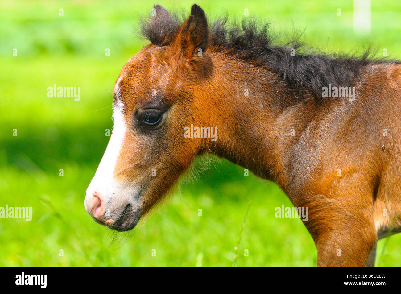 Pony standing in field Stock Photo - Alamy