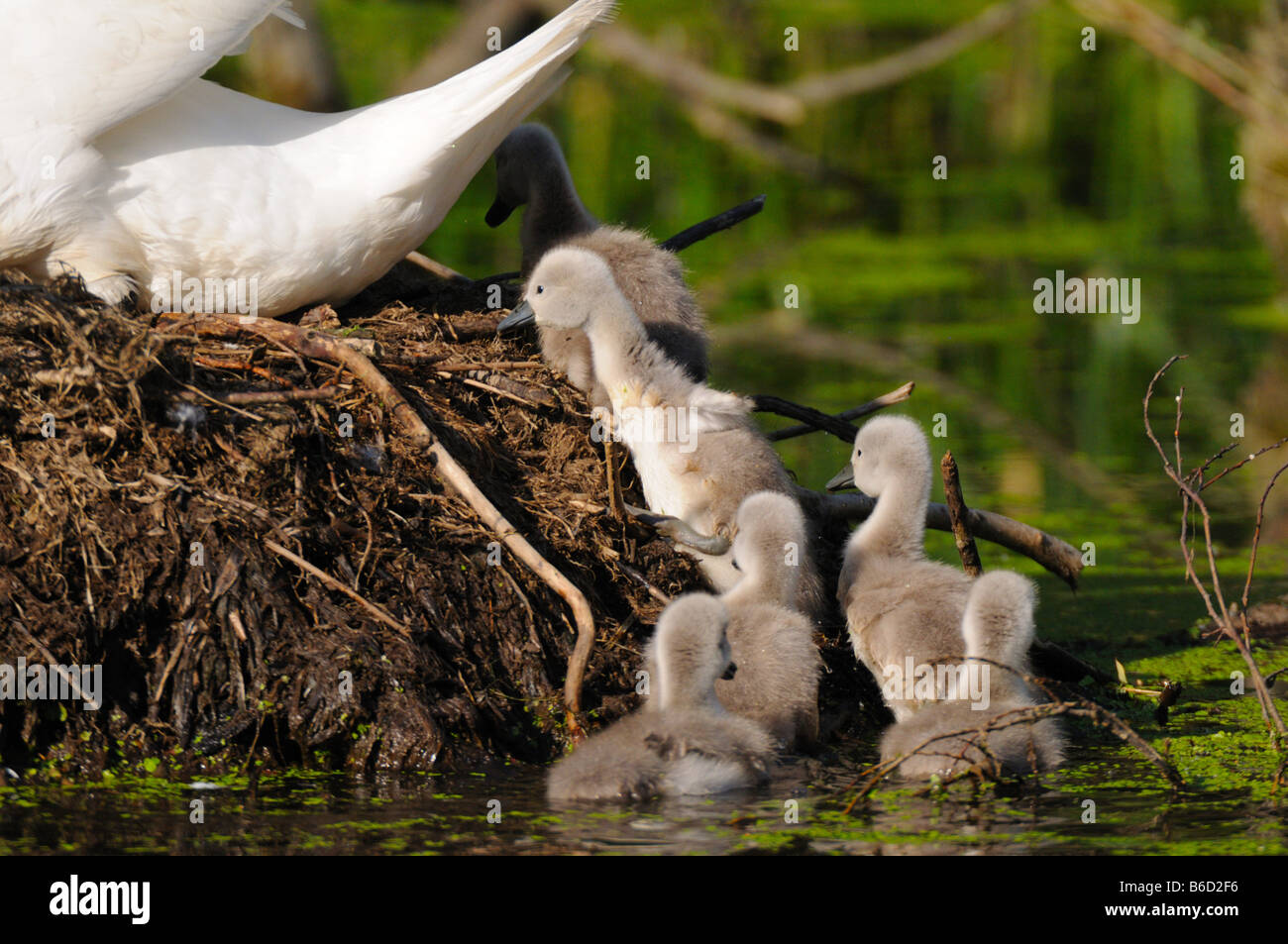 Cygnets at nest hi-res stock photography and images - Alamy