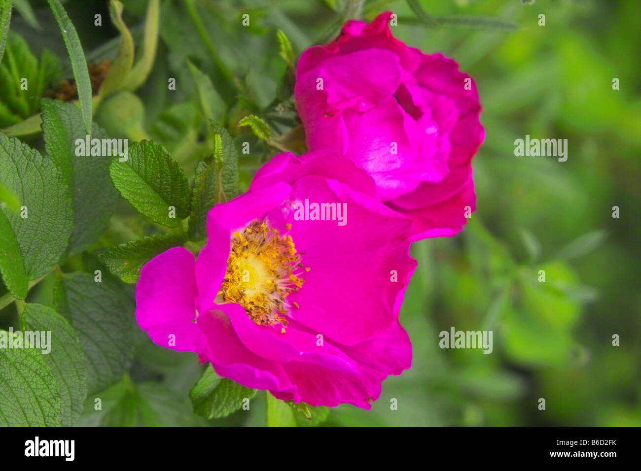 Close-up of Rose hip flowers Stock Photo - Alamy
