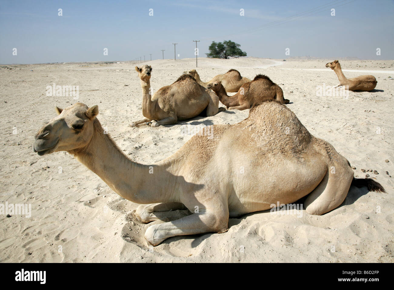 Island near bahrain hi-res stock photography and images - Alamy