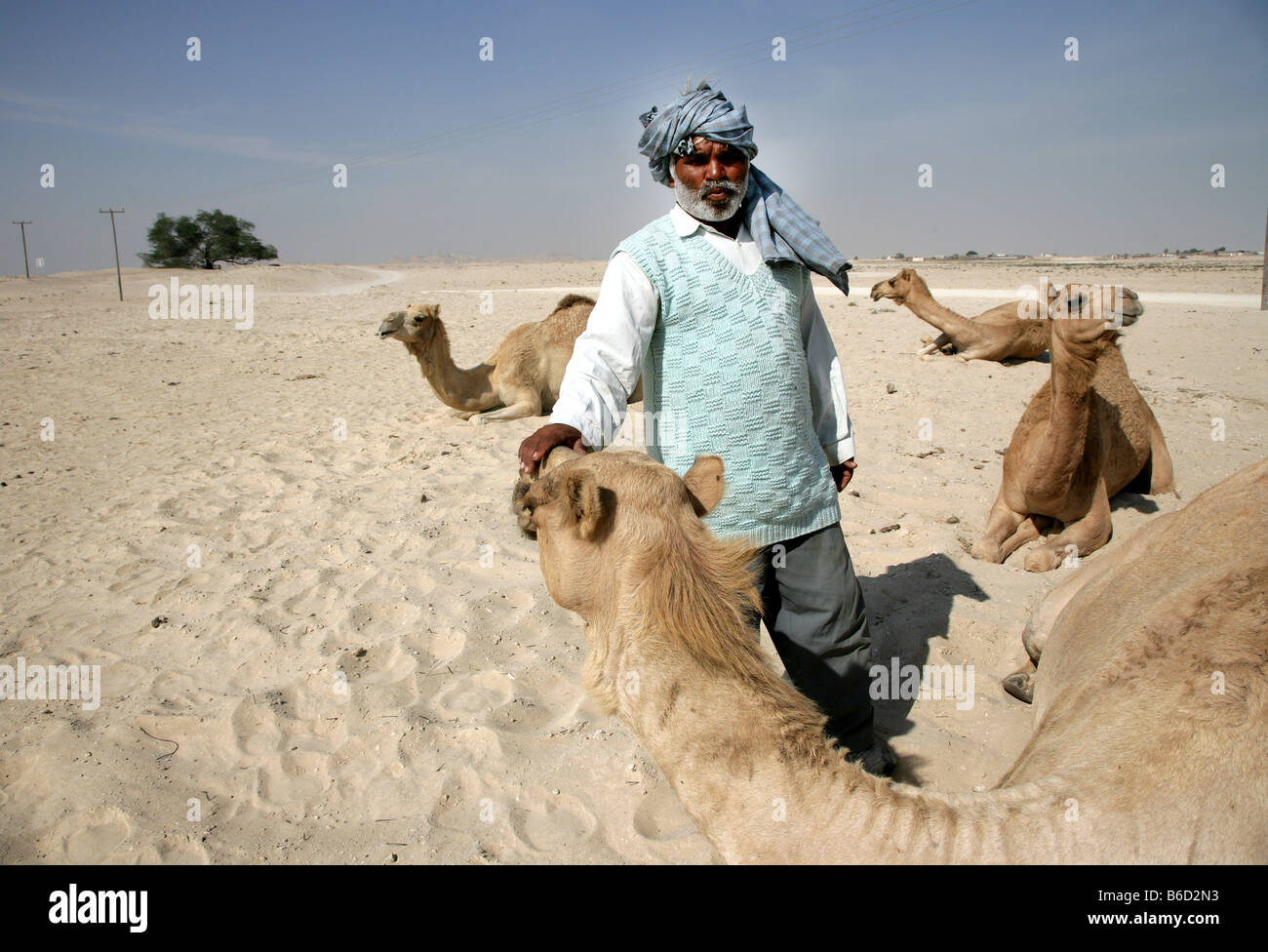 Bahrain camel hi-res stock photography and images - Alamy