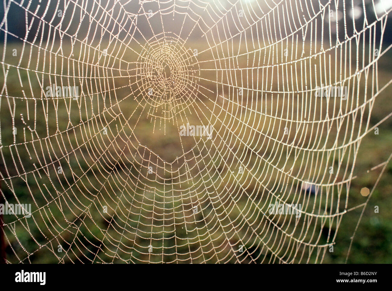 A Spiderweb on a farm fence in early morning Stock Photo - Alamy