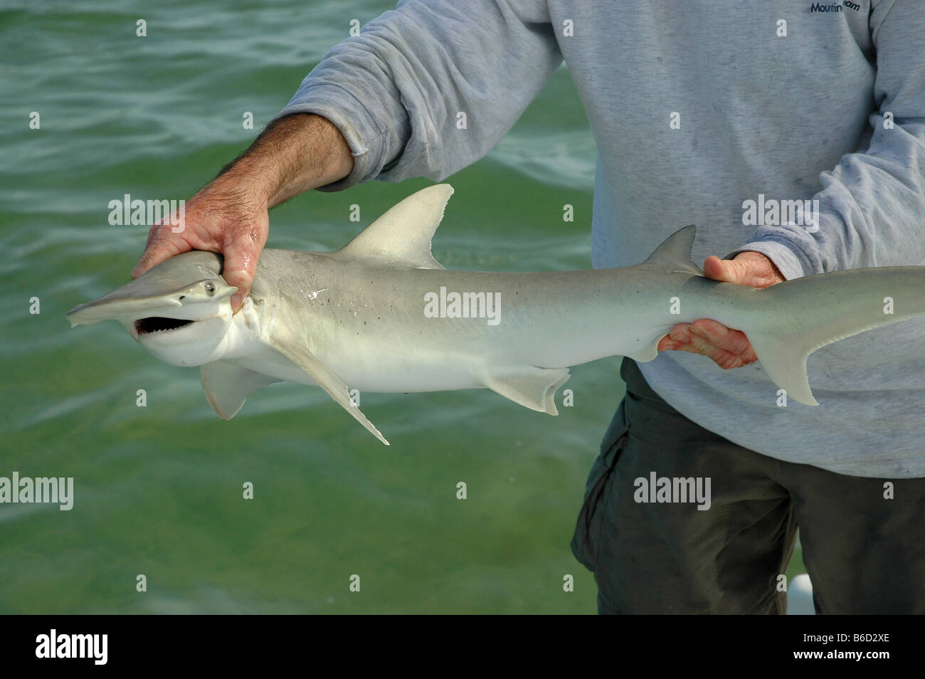 Baby Bonnethead Shark
