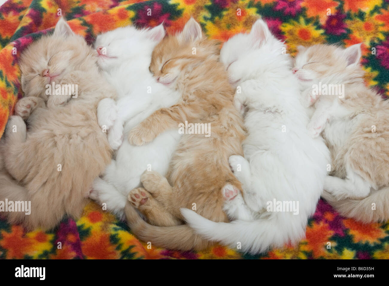 GROUP OF FIVE 6 WEEK OLD LONG HAIRED WHITE GINGER KITTENS ASLEEP ON ...