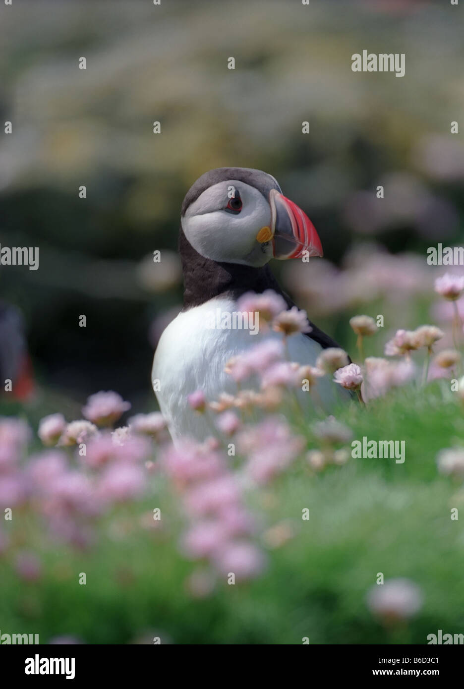 Skomer puffin foot hi-res stock photography and images - Alamy
