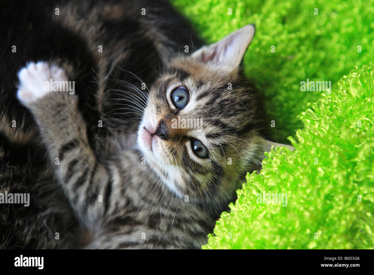Cute animals cats hi-res stock photography and images - Alamy
