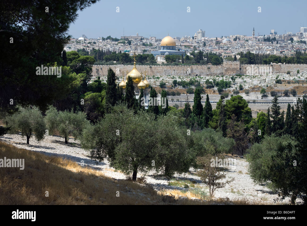 OLIVE GROVE MOUNT OF OLIVES OLD CITY JERUSALEM ISRAEL Stock Photo - Alamy