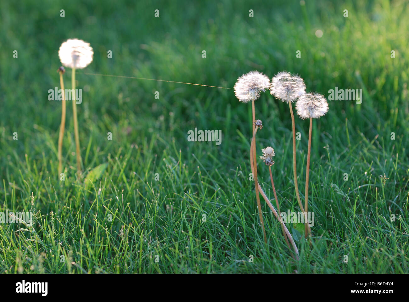 Dandelions and weeds hi-res stock photography and images - Alamy