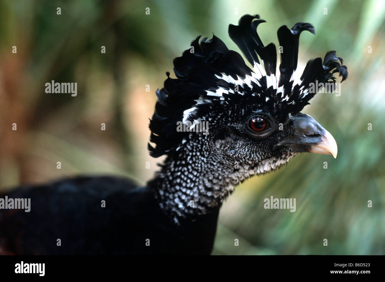 Great curassow, belize hi-res stock photography and images - Alamy