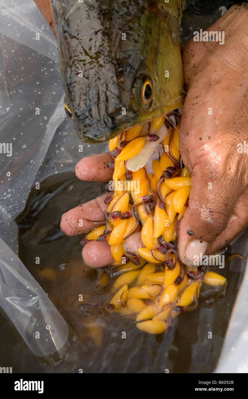 Silver Arowana or Arahuana Osteoglossum bicirrosum Amazonian fish Stock ...