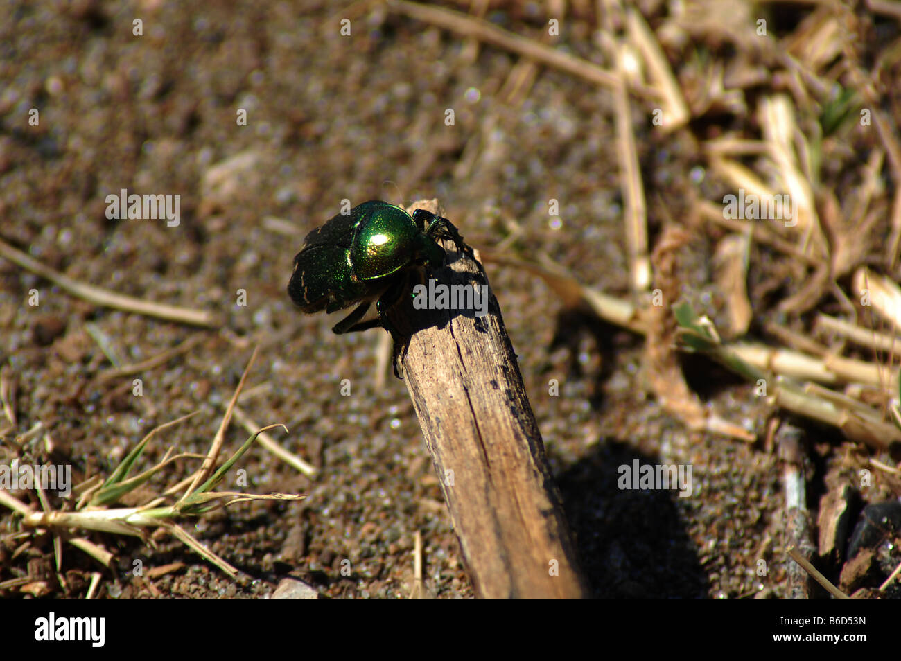 Green Dung Beetle High Resolution Stock Photography and Images - Alamy