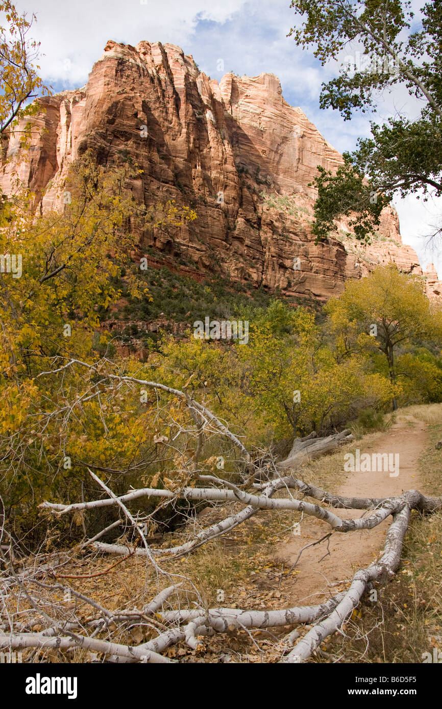 branch and rock Stock Photo - Alamy