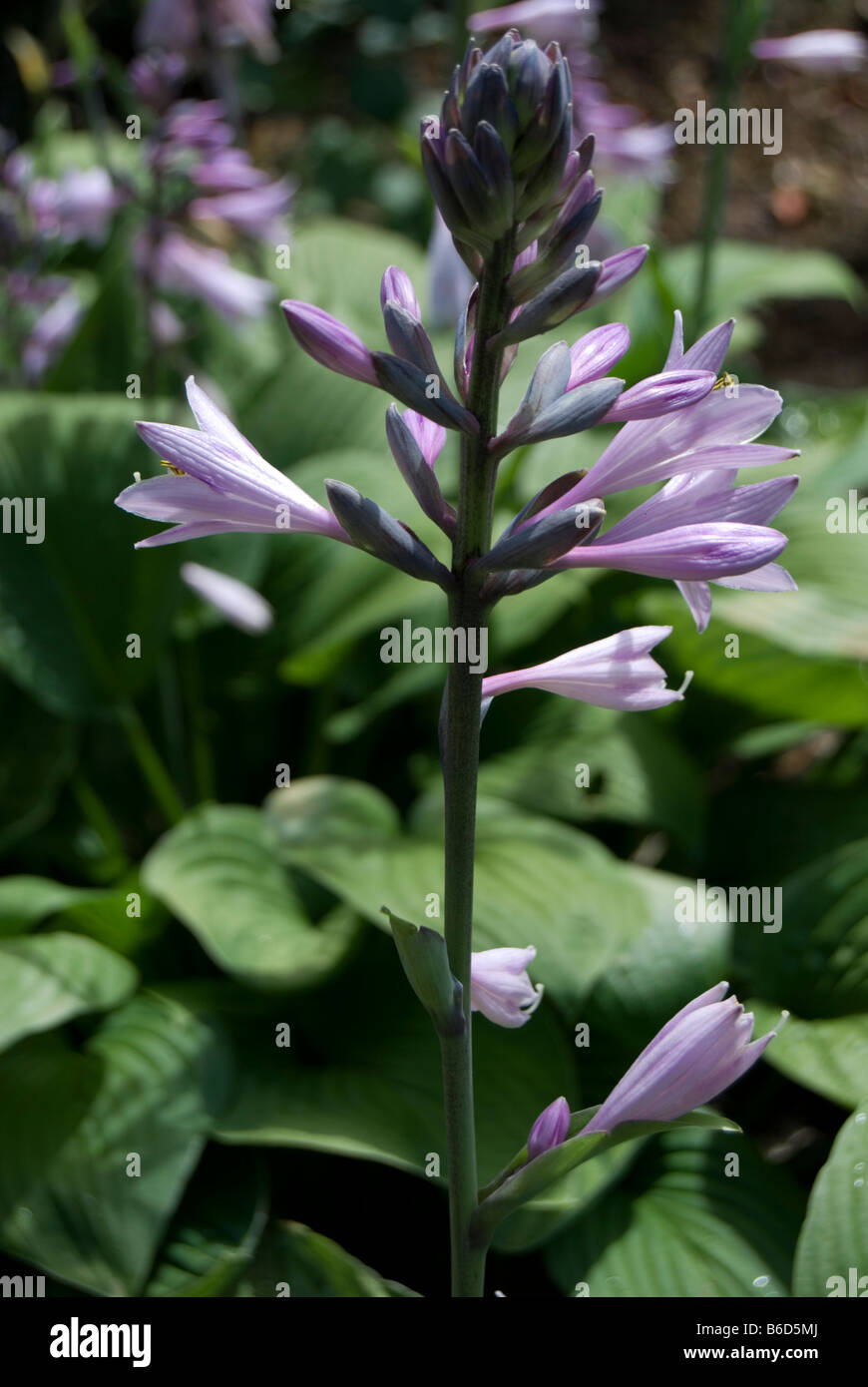 Hosta hosta fortunei hi-res stock photography and images - Alamy