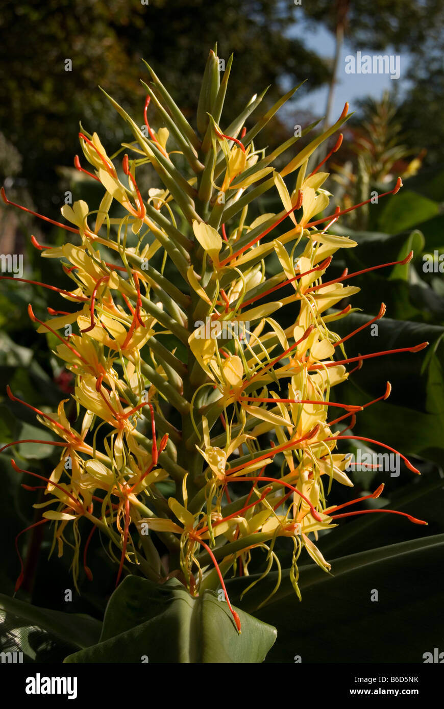 Gardnerianum hi-res stock photography and images - Alamy